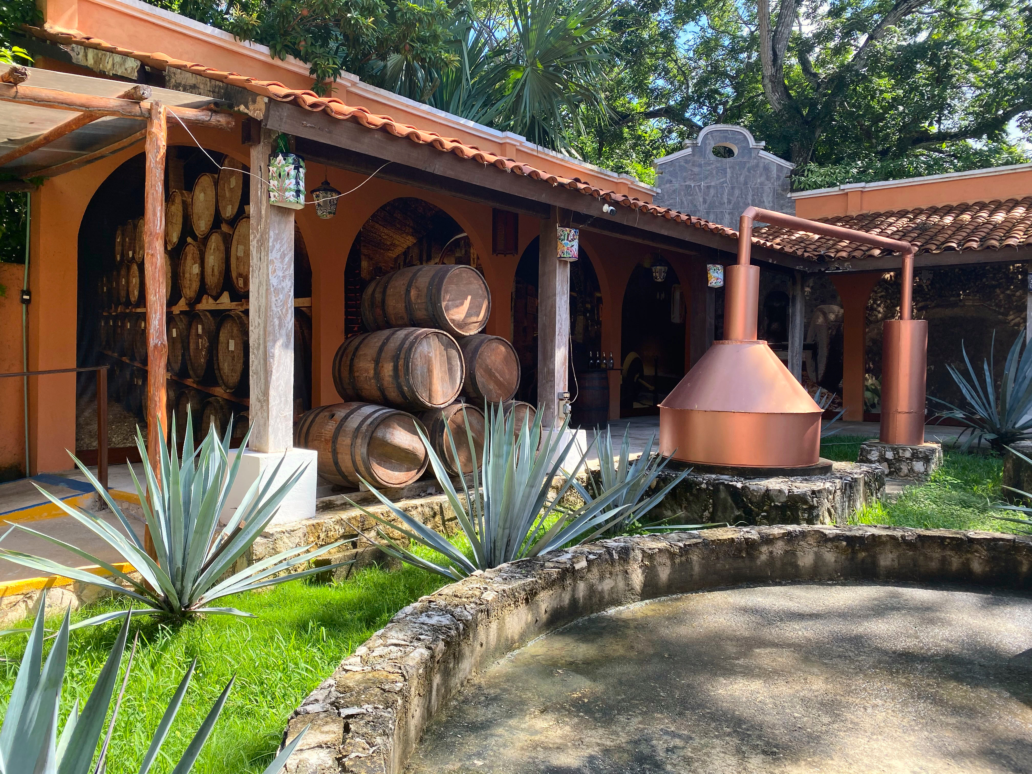 What is tequila and how is it made? : Whisky and Spirits Guides