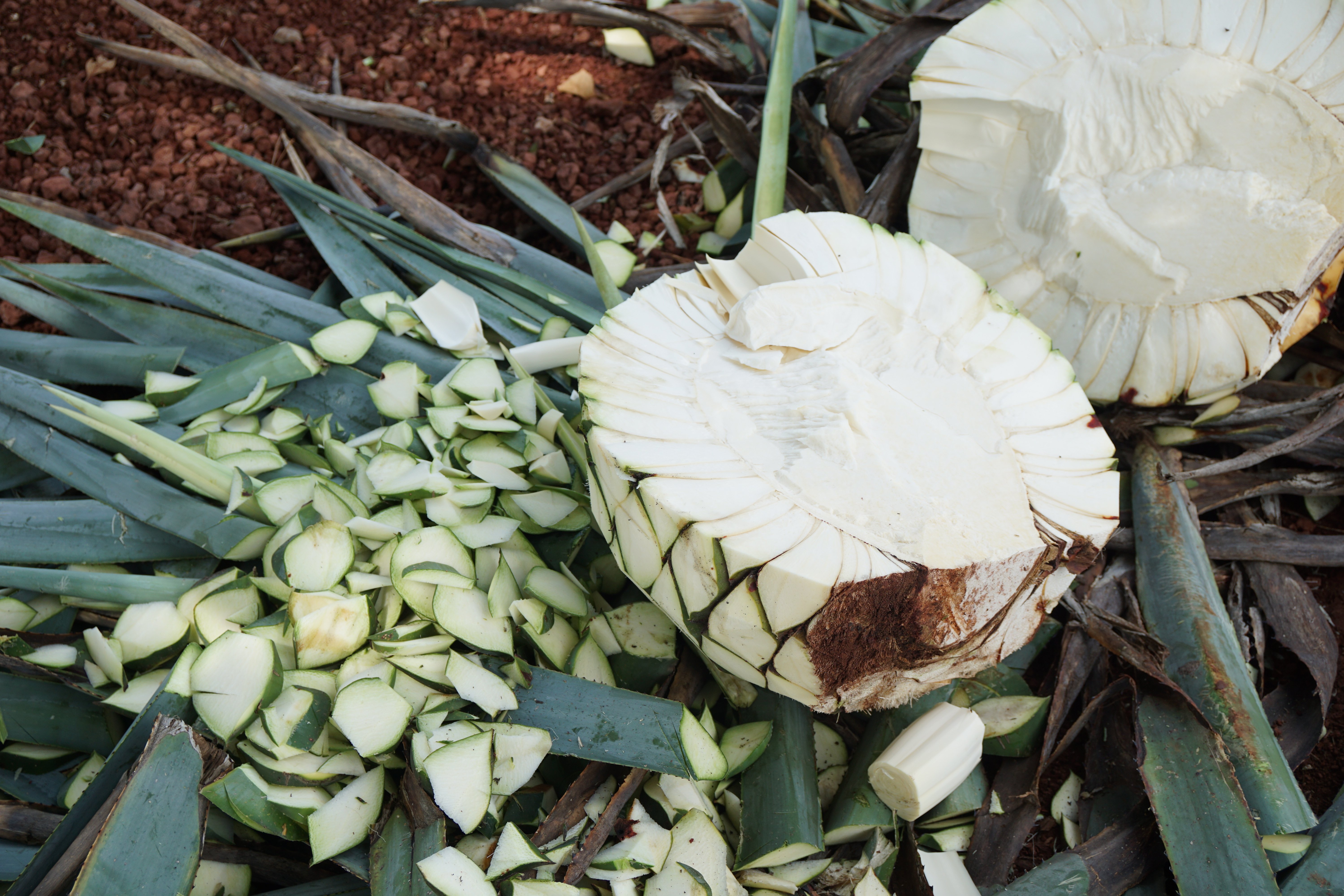 What is tequila and how is it made? : Whisky and Spirits Guides
