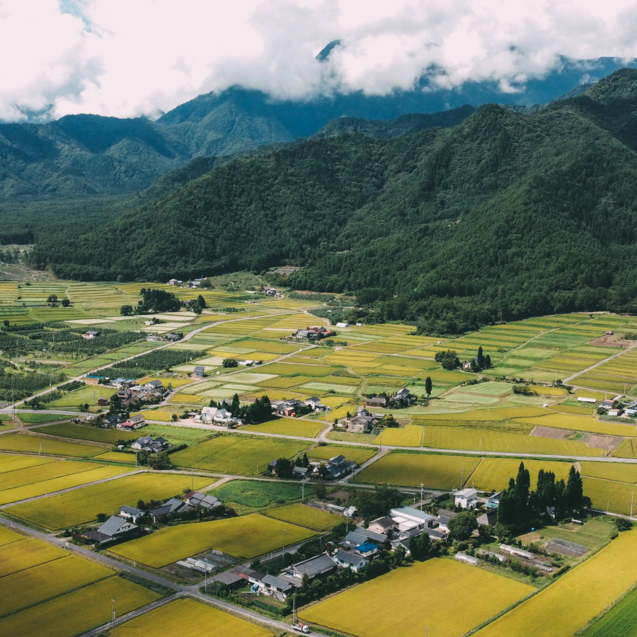 A guide to sake : Whisky and Spirits Guides