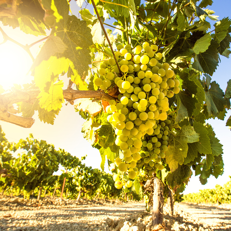 What is pisco? History in Chile and Peru : Whisky and Spirits Guides